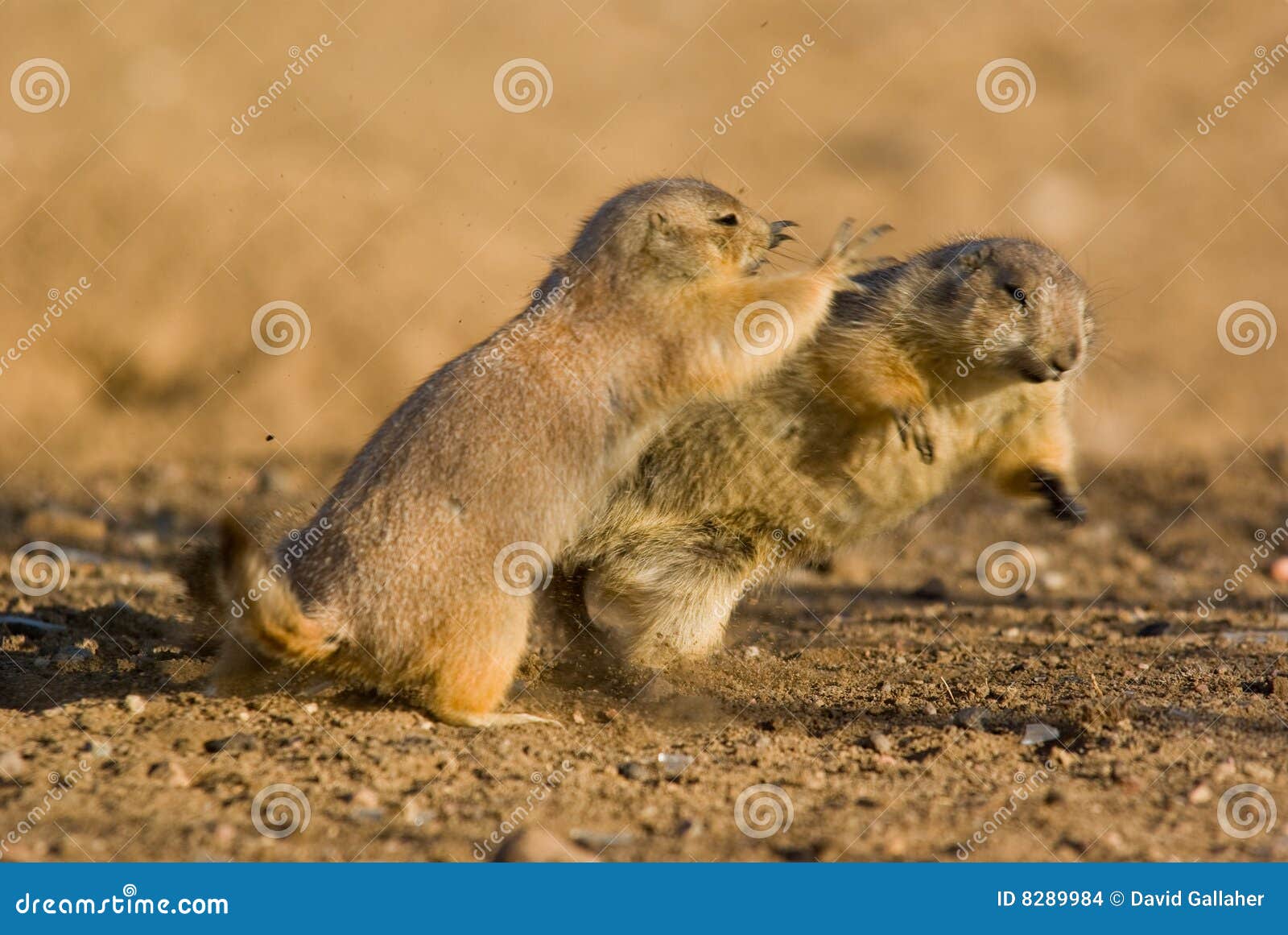 Prairie Dogs stock photo. Image of mammal, marmot, conflict - 8289984