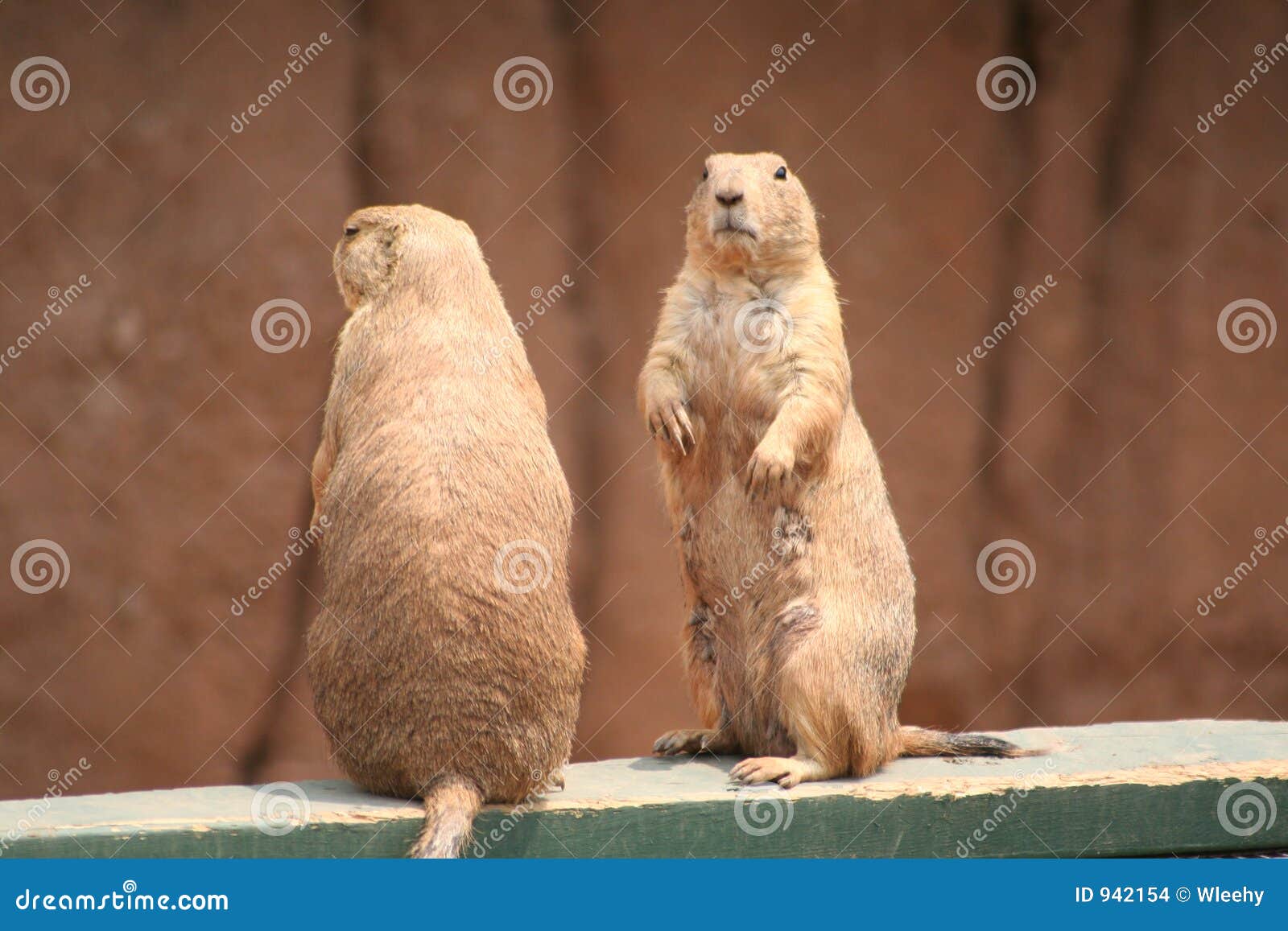 Prairie dogs stock photo. Image of prairie, look, stare - 942154