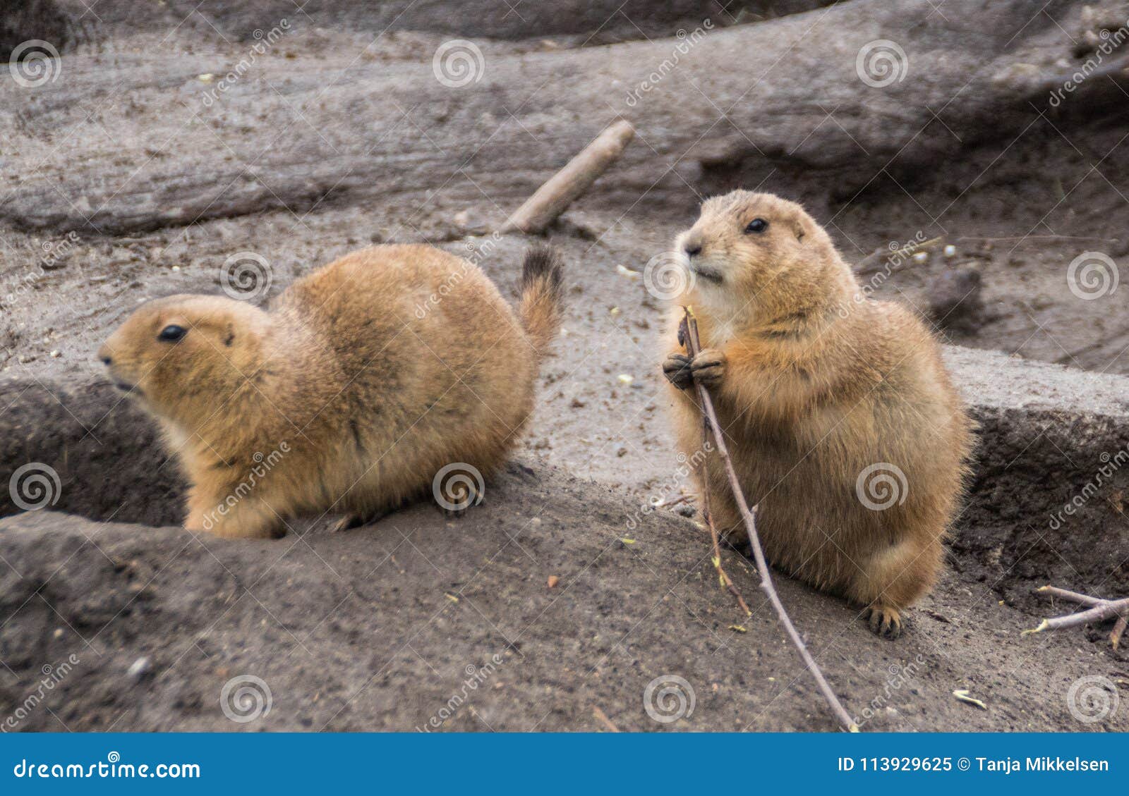 Prairie dogs burrowing stock image. Image of pair, grasslands - 113929625