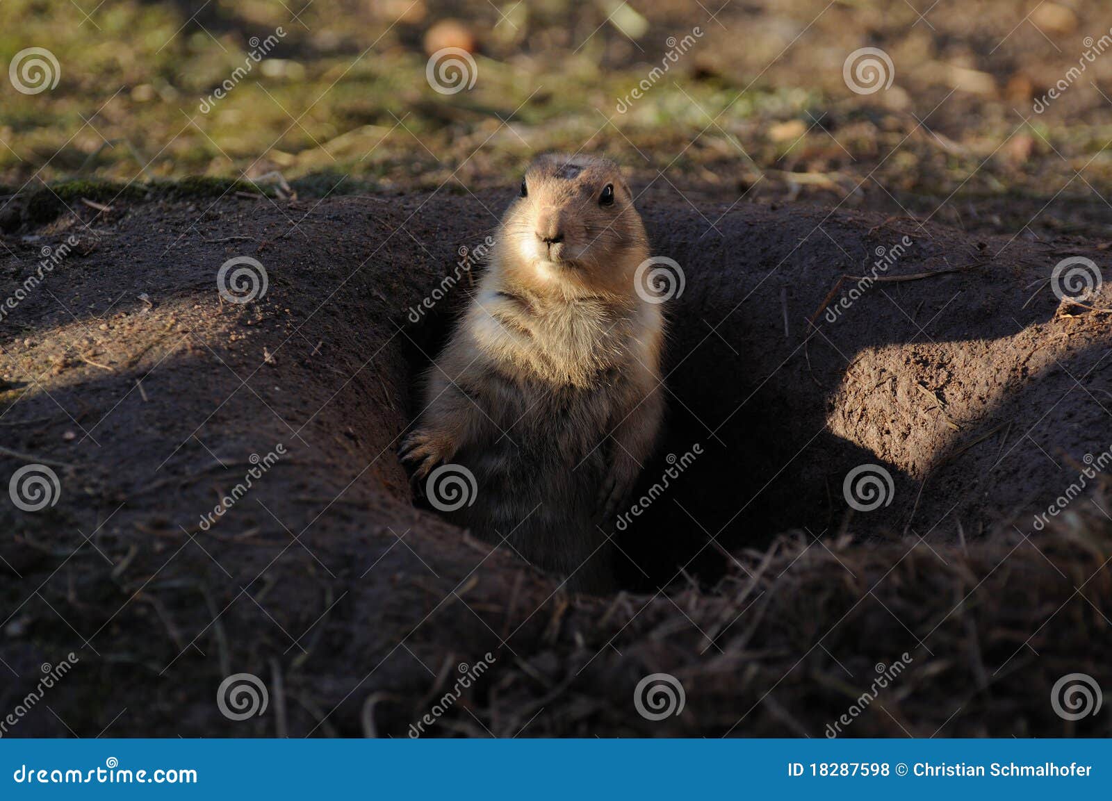 Prairie dogs (Cynomys) stock photo. Image of nose, animals - 18287598