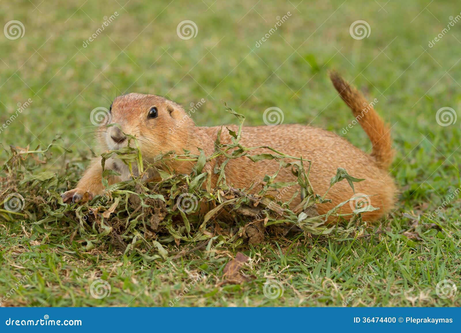Prairie dogs feedind stock photo. Image of animal, mammal - 36474400