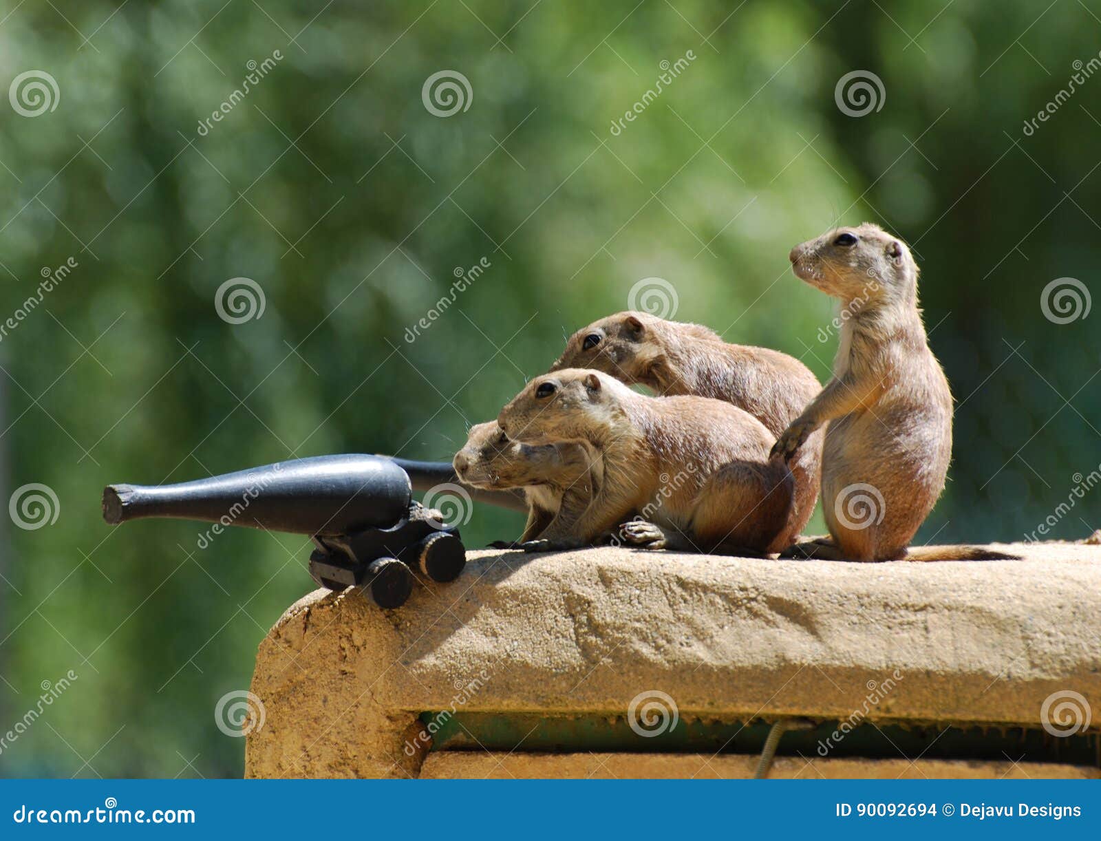Prairie Dogs Going To War with a Cannon Stock Photo - Image of fight ...