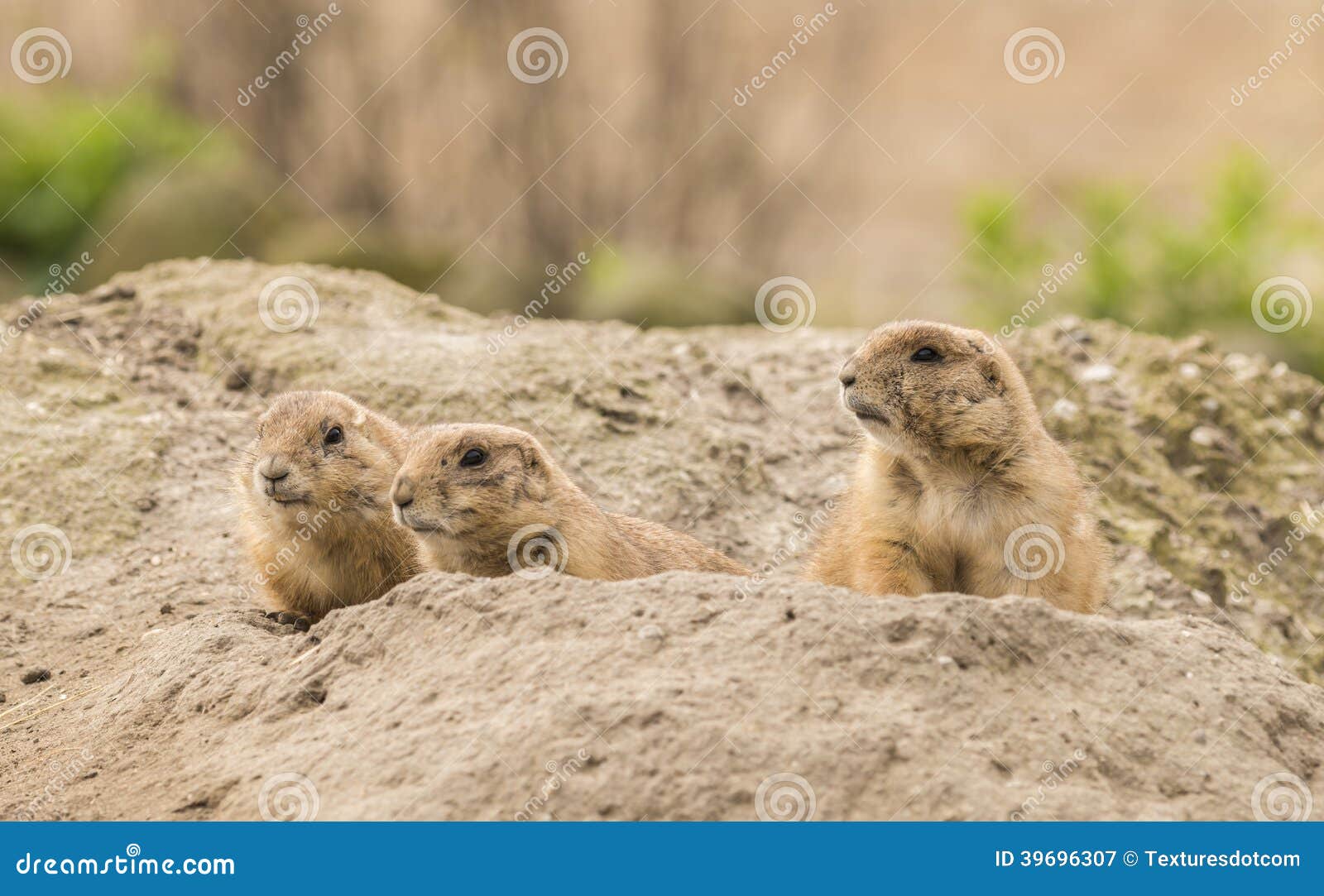 Prairie dogs stock image. Image of standing, tail, tailed - 39696307