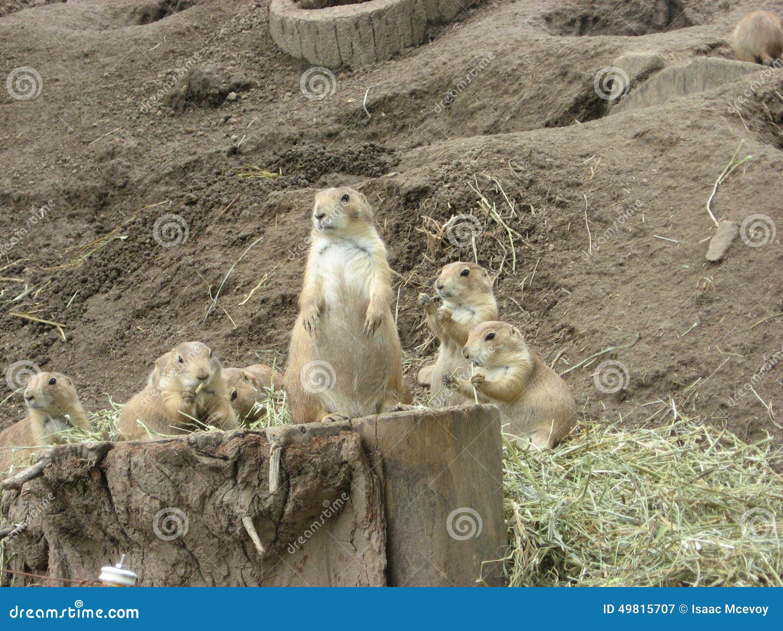 Group Praire Dogs Stock Photos - Free & Royalty-Free Stock Photos from ...