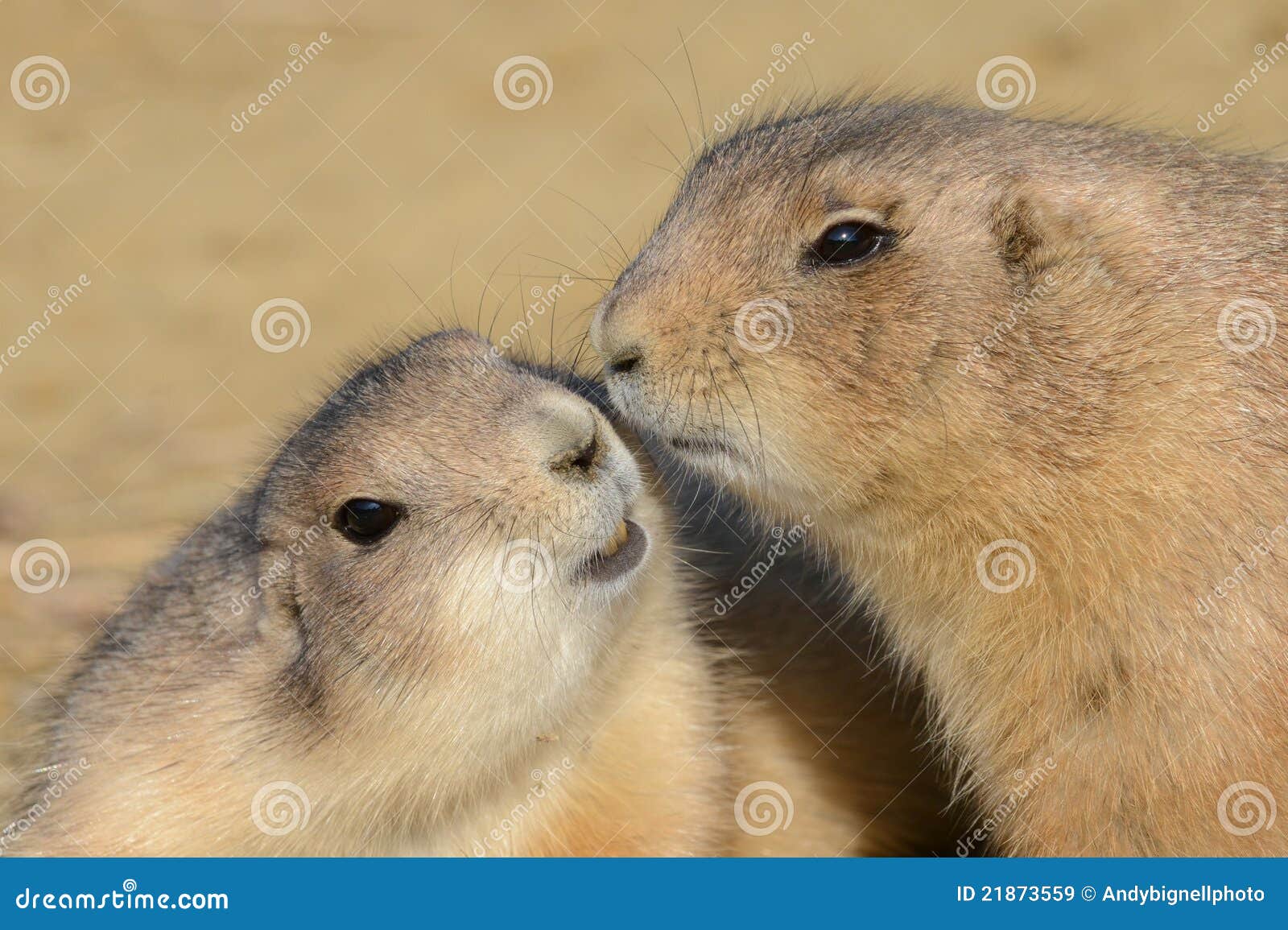 Prairie Dogs in love stock image. Image of kissing, north - 21873559