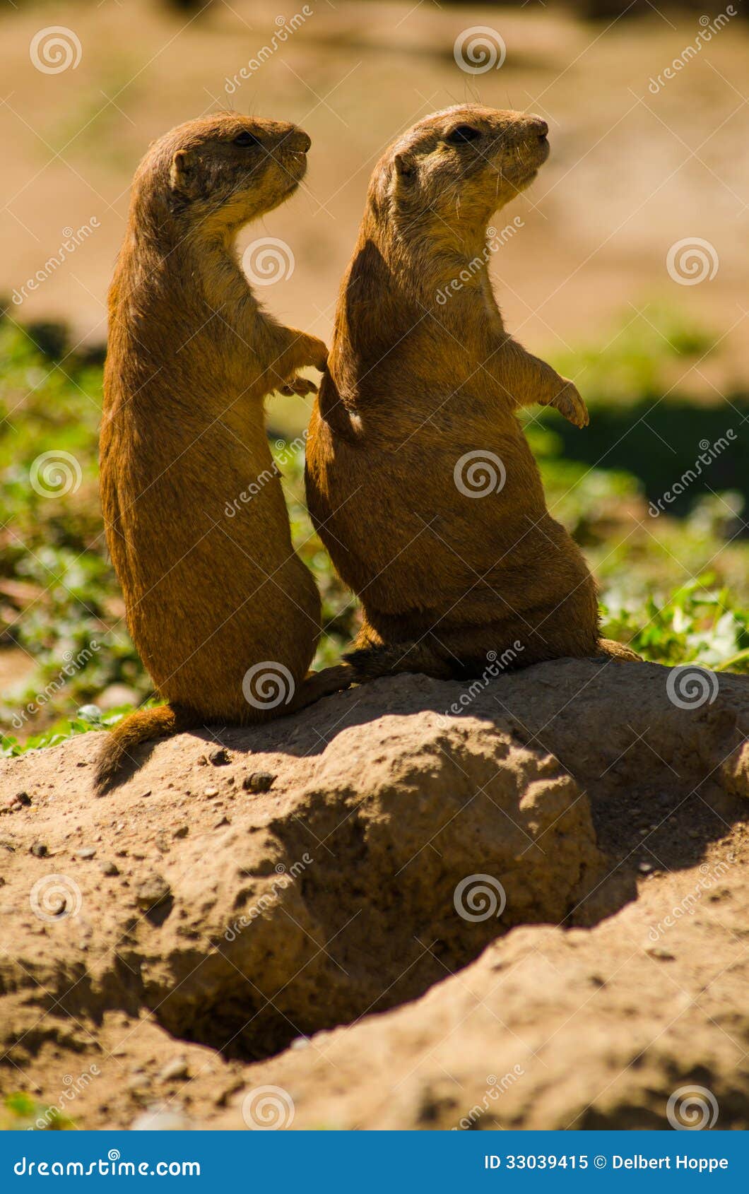 Prairie Dogs stock image. Image of rodents, pair, mates - 33039415