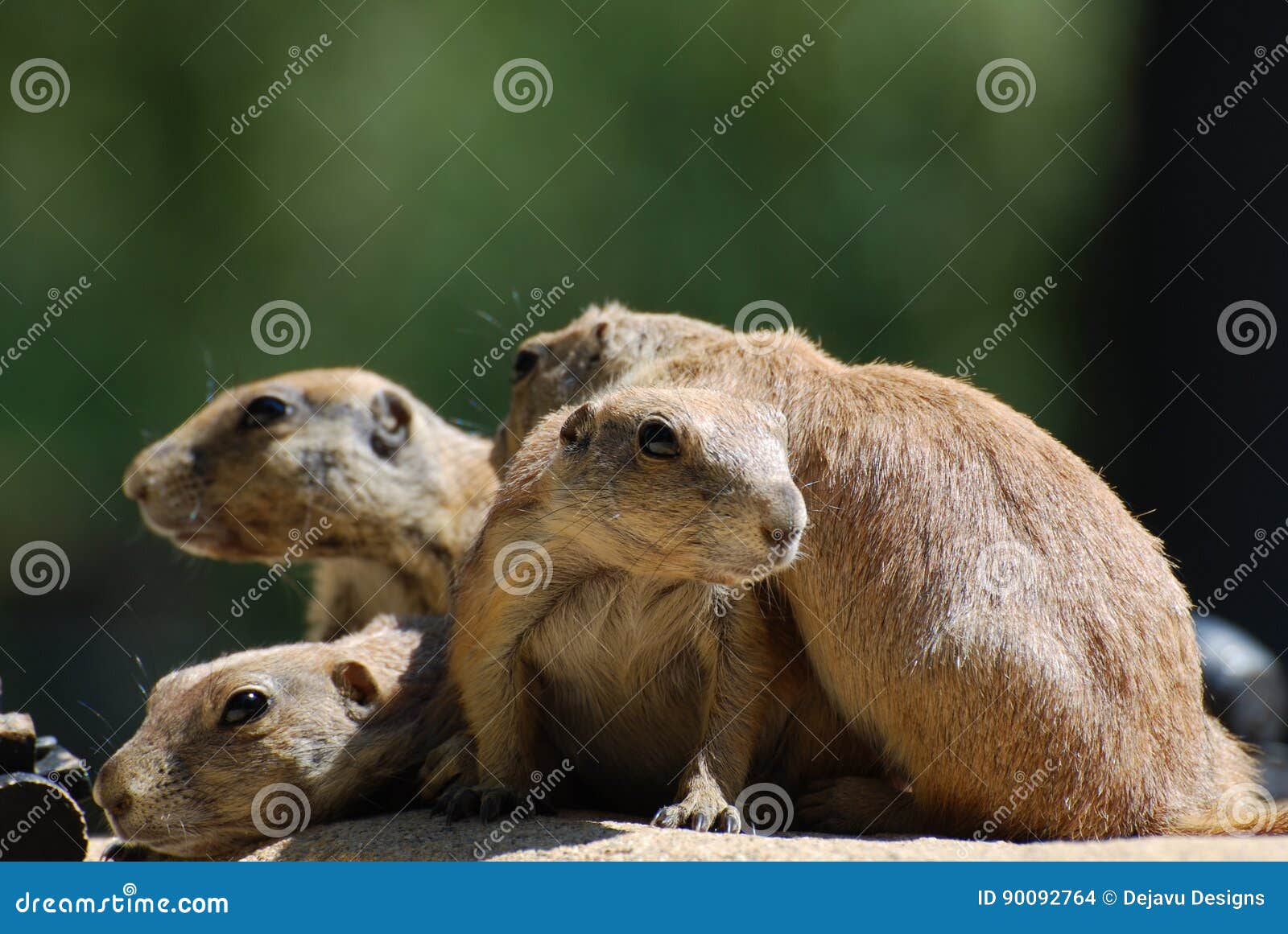 Large Group Prairie Dogs Stock Photos - Free & Royalty-Free Stock ...