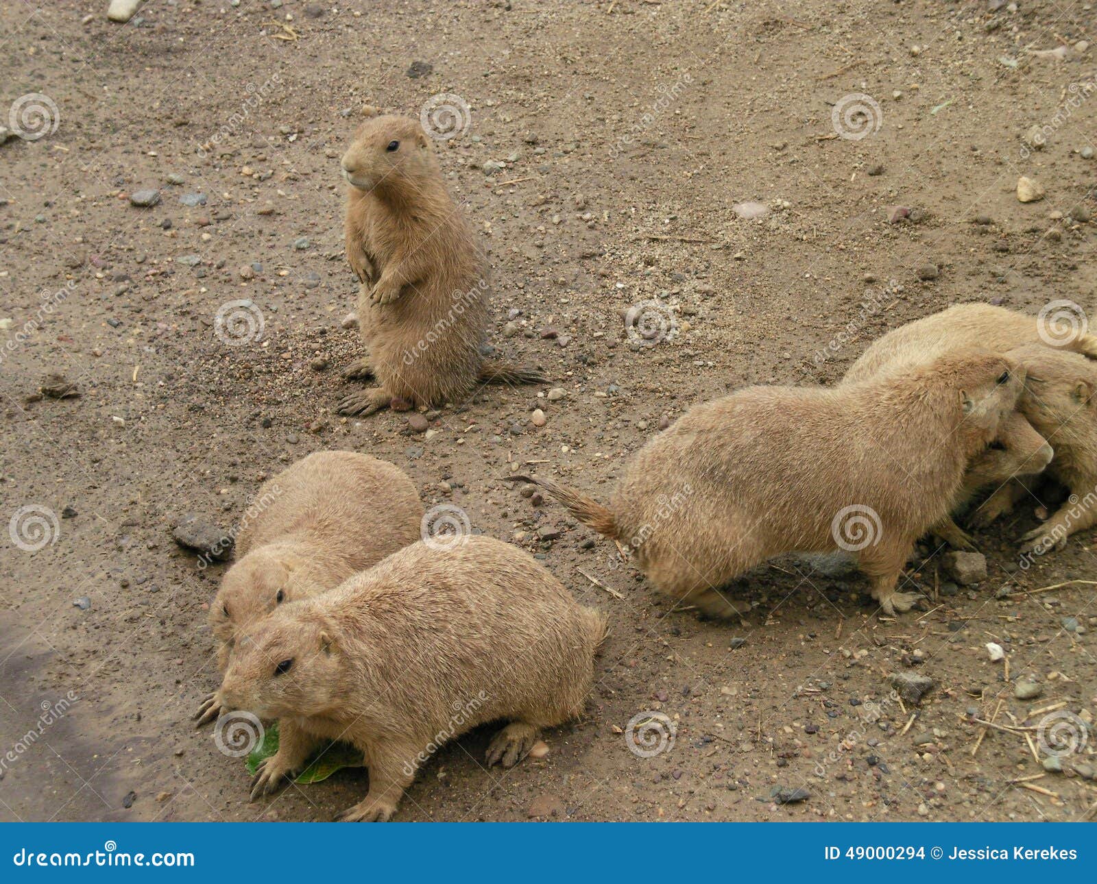 Prairie Dogs stock photo. Image of prarie, rocks, dirt - 49000294