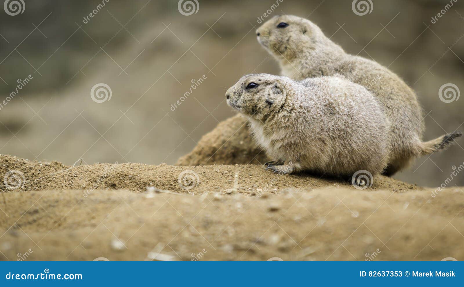 Prairie dogs on the sand stock image. Image of brown - 82637353