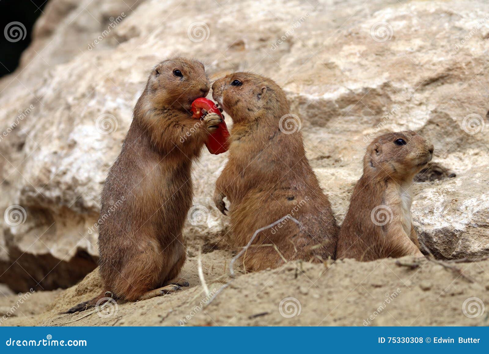 Prairie dogs stock photo. Image of outdoors, fauna, sand - 75330308