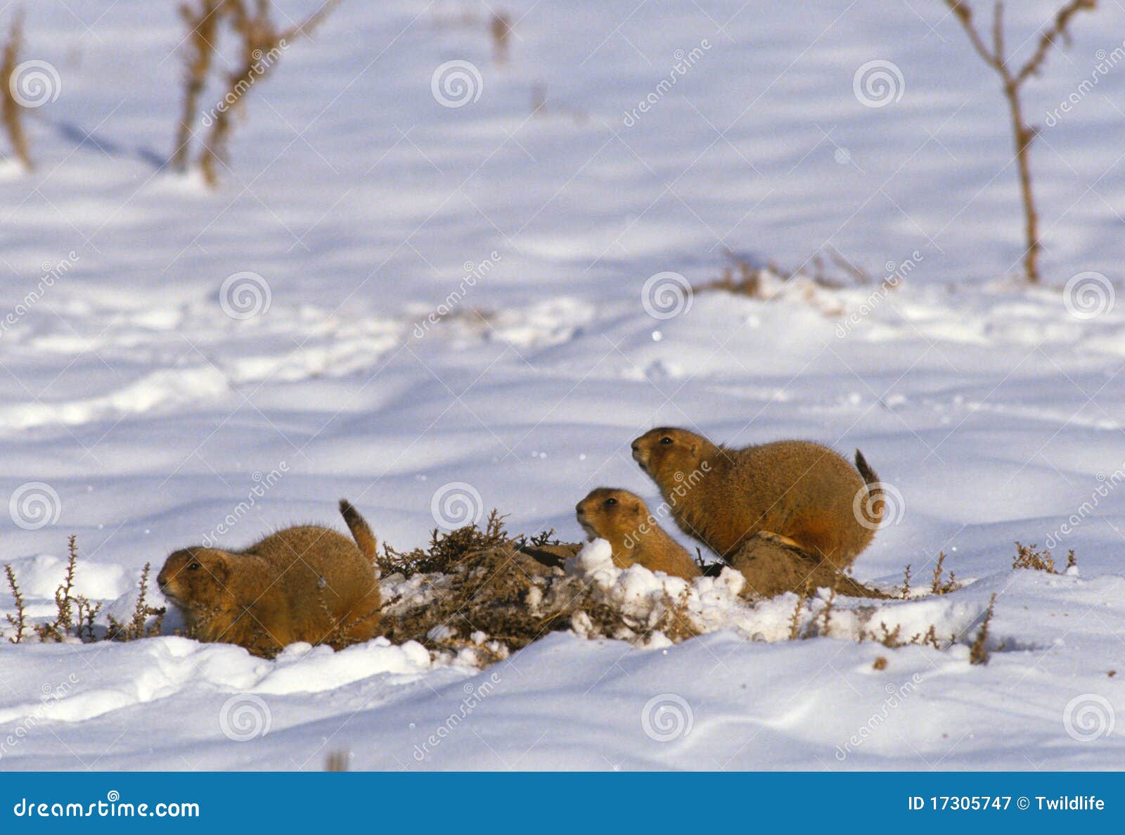 Prairie Dogs in Winter stock image. Image of furry, pest - 17305747