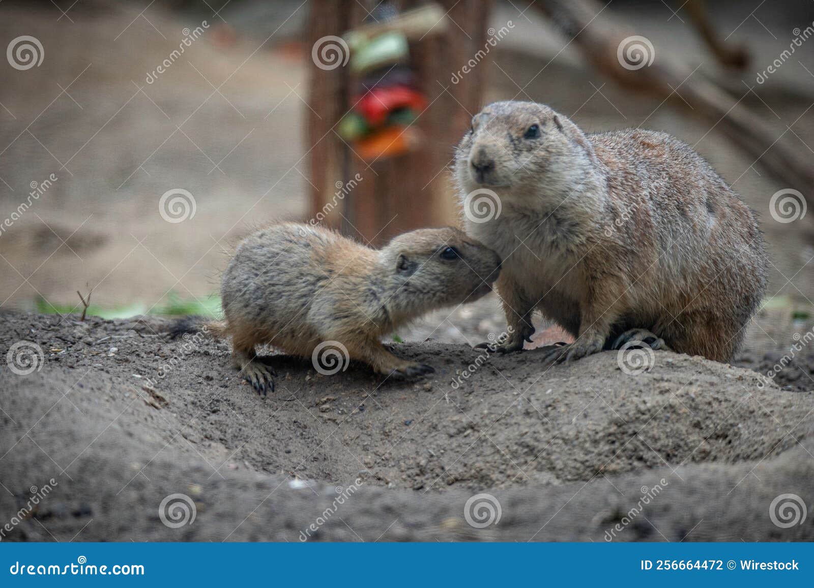 Prairie dogs in the zoo stock photo. Image of small - 256664472