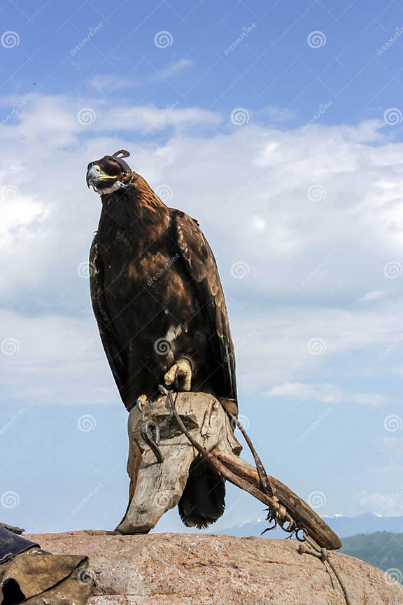 Prairie Eagle stock image. Image of tourism, close, eagle - 73121563