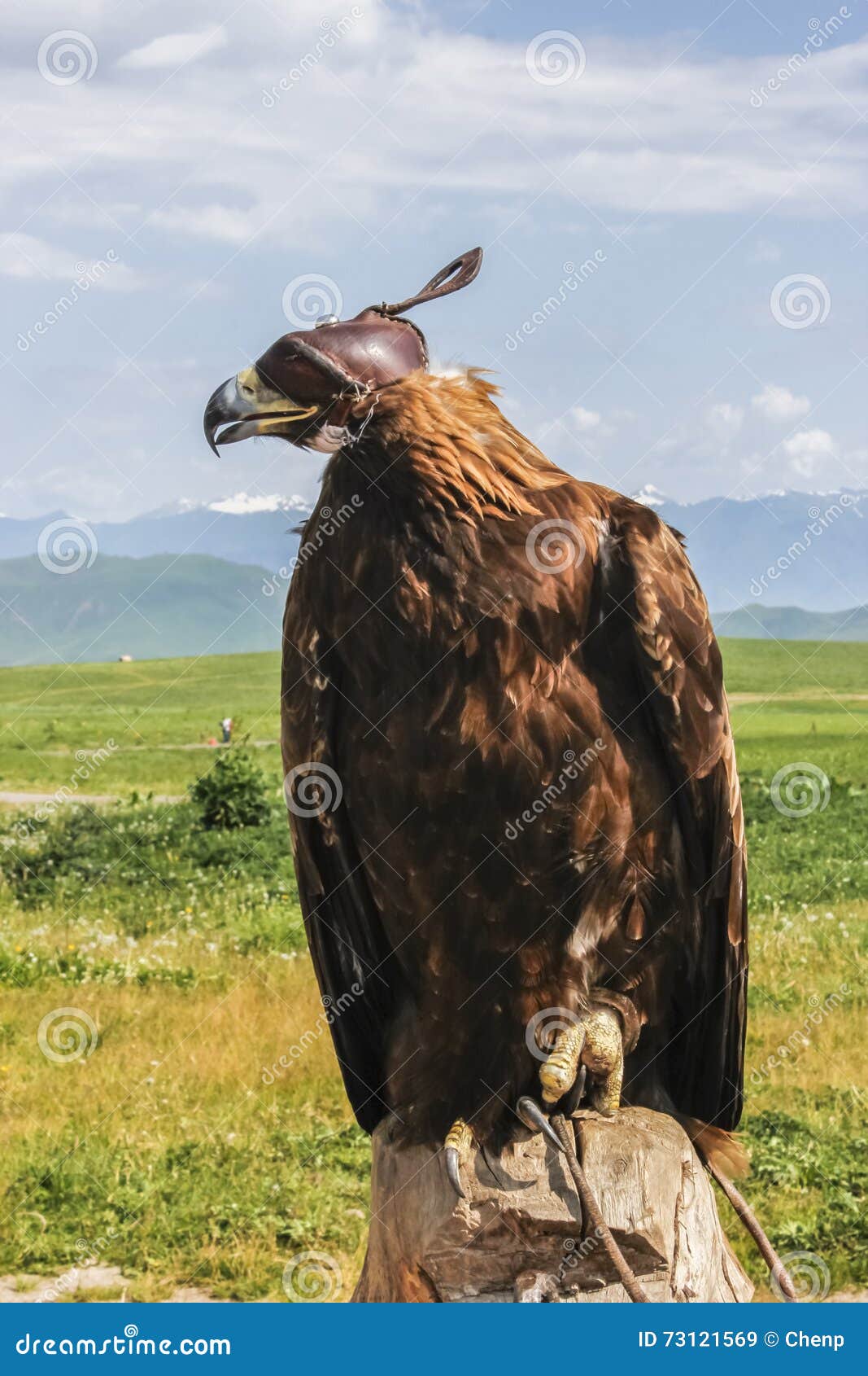 Prairie Eagle stock image. Image of raptor, eagle, close - 73121569