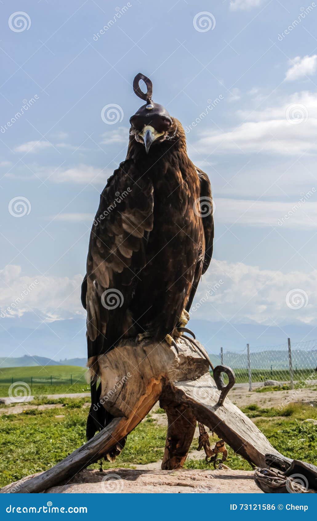 Prairie Eagle stock photo. Image of ferocious, close - 73121586