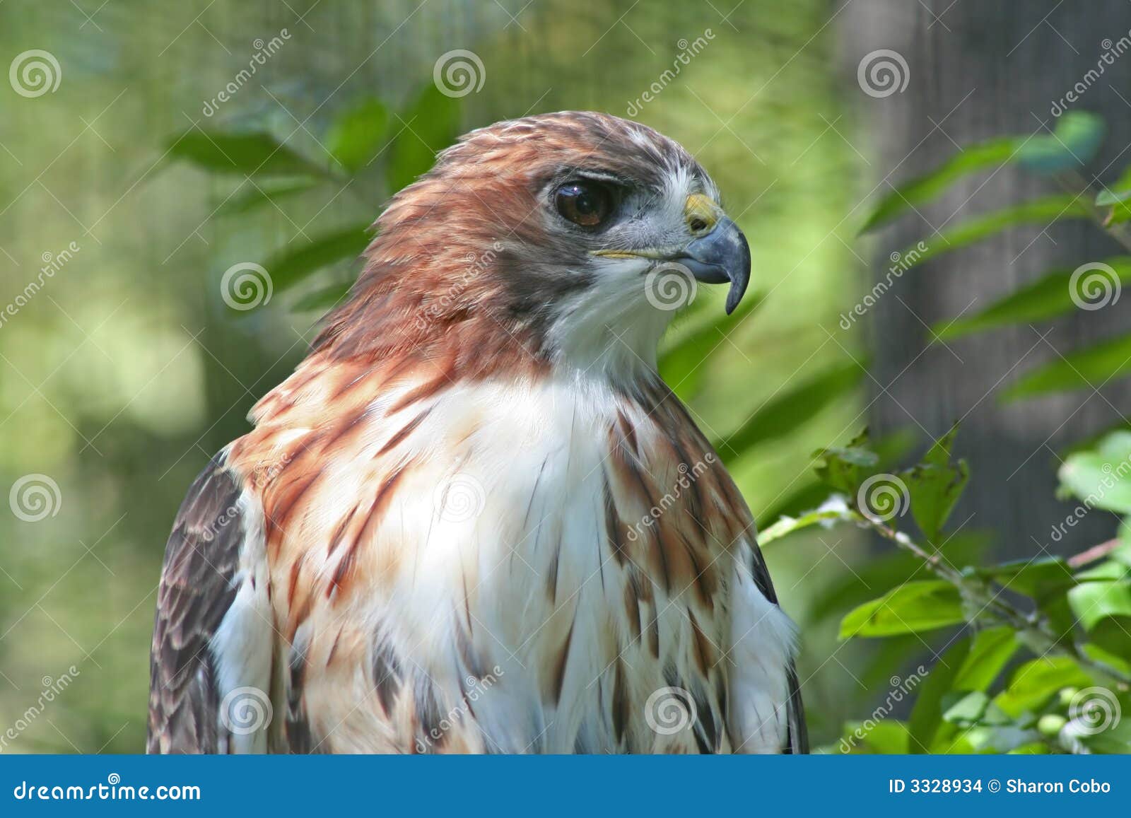 Prairie Falcon stock photo. Image of hawk, brown, wings - 3328934
