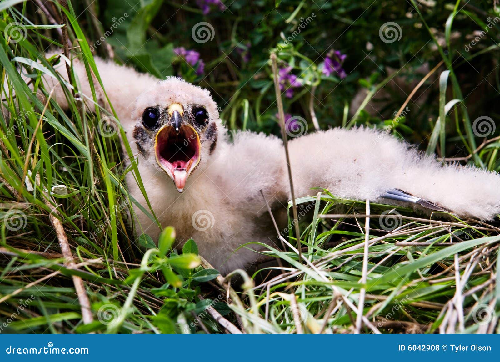 Prairie Falcon Chick stock photo. Image of chick, prairie - 6042908