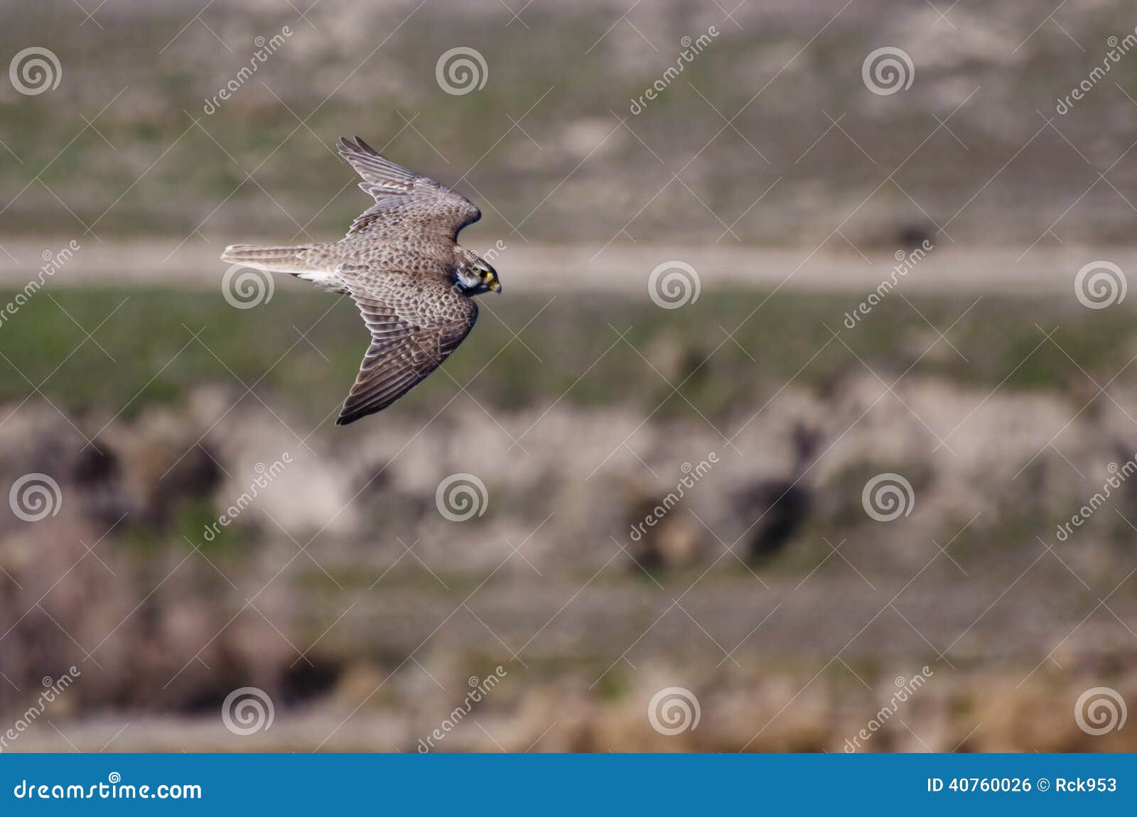 Prairie Falcon in Flight Viewed from Above Stock Photo - Image of blue ...