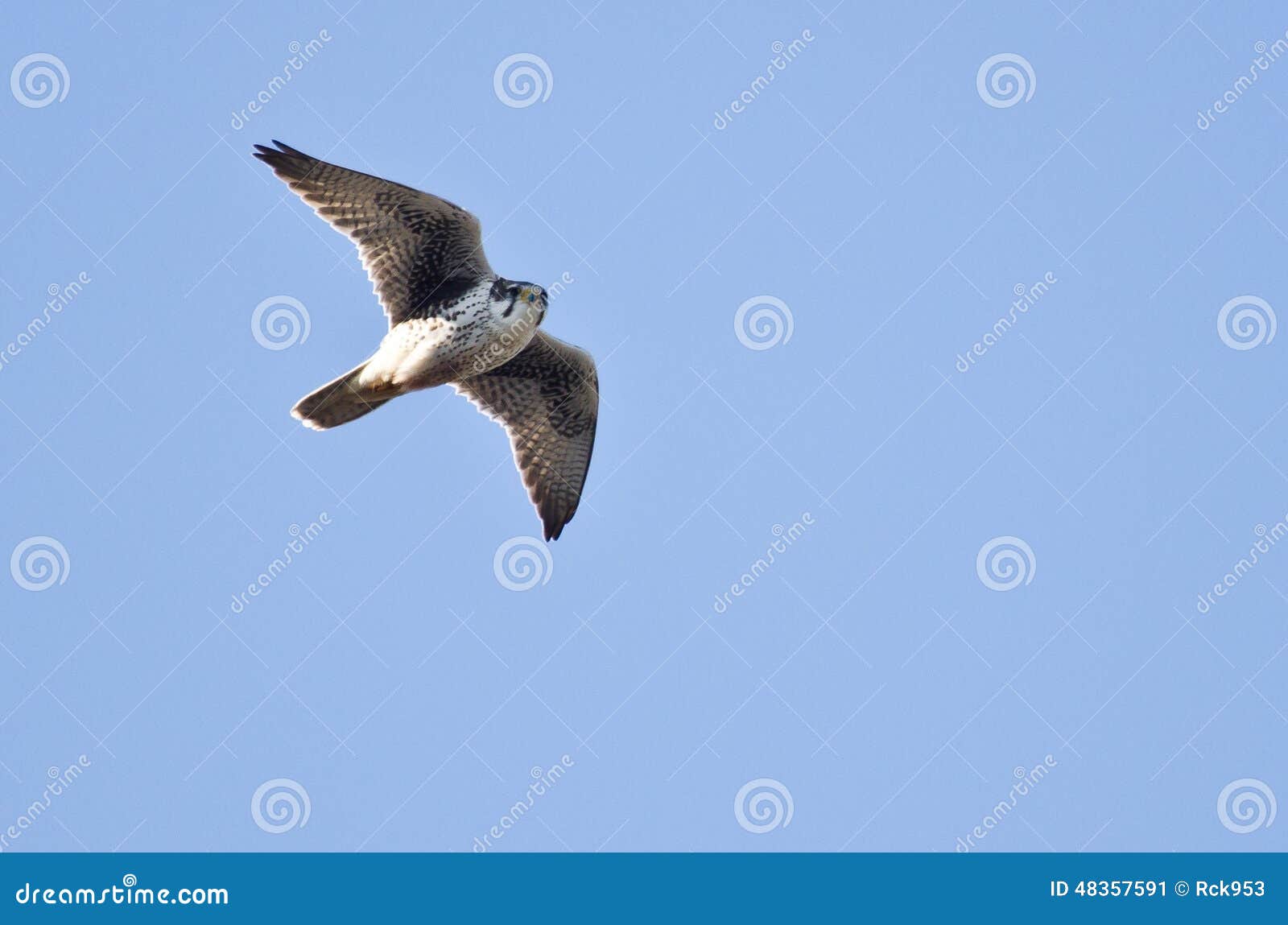 Prairie Falcon Flying in a Blue Sky Stock Image - Image of north, bird ...