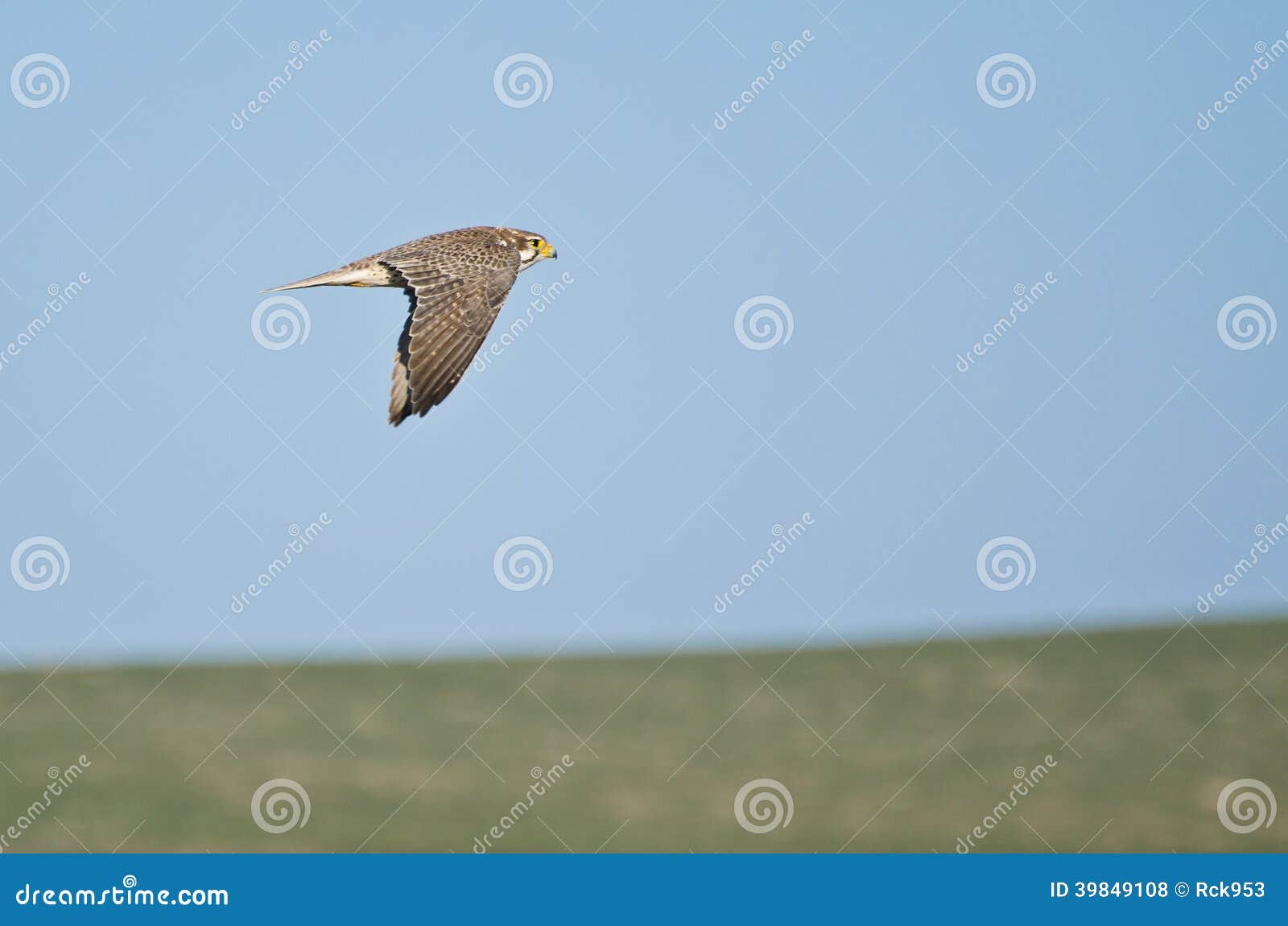 Prairie Falcon Flying Over a Field Stock Photo - Image of bird, soaring ...