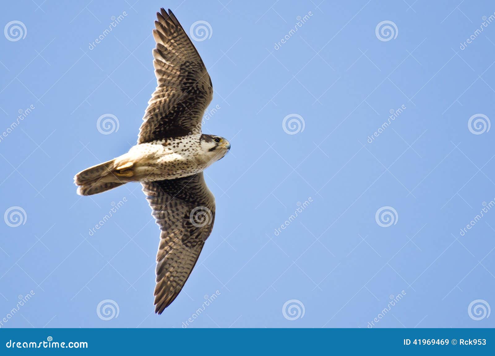 Prairie Falcon Hunting on the Wing Stock Image - Image of animal ...