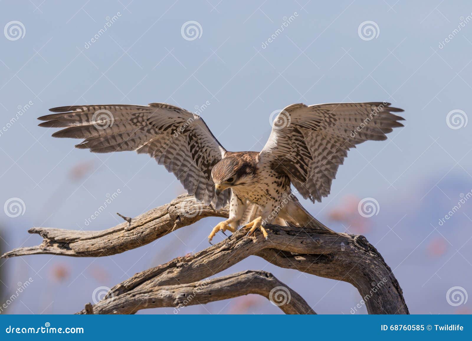 Prairie Falcon Landing stock image. Image of desert, prairie - 68760585