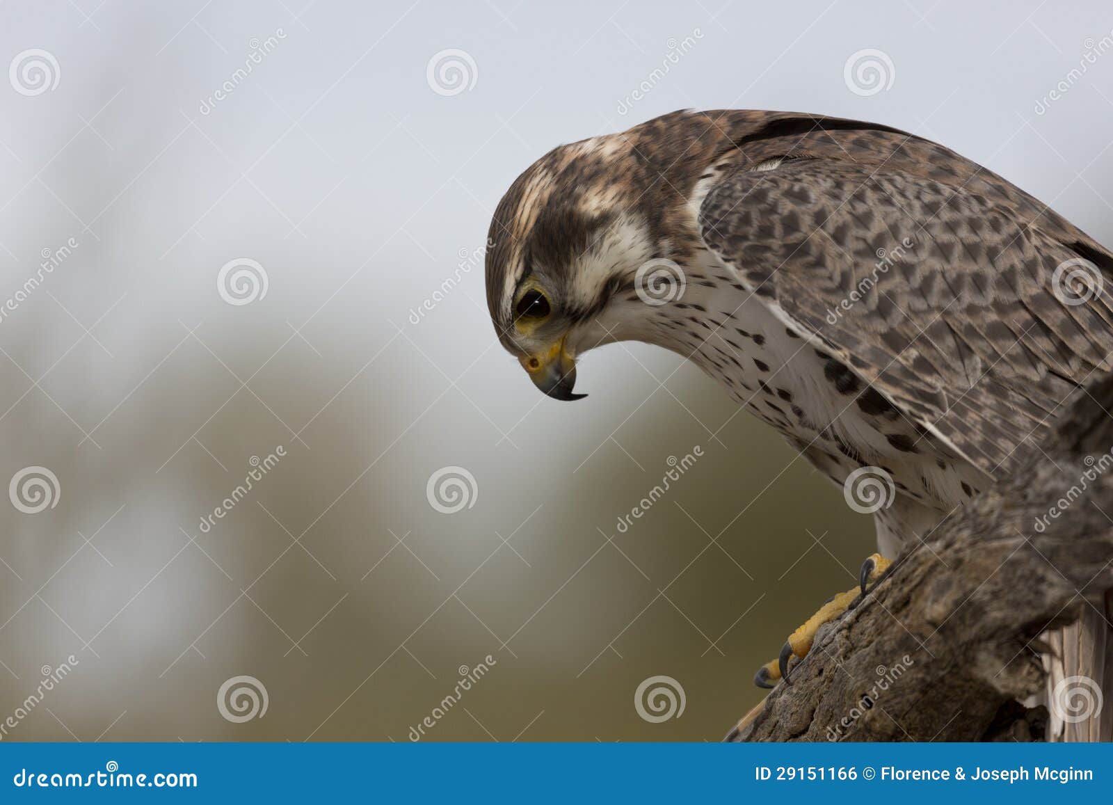 Prairie Falcon Looks Down stock photo. Image of falcon - 29151166