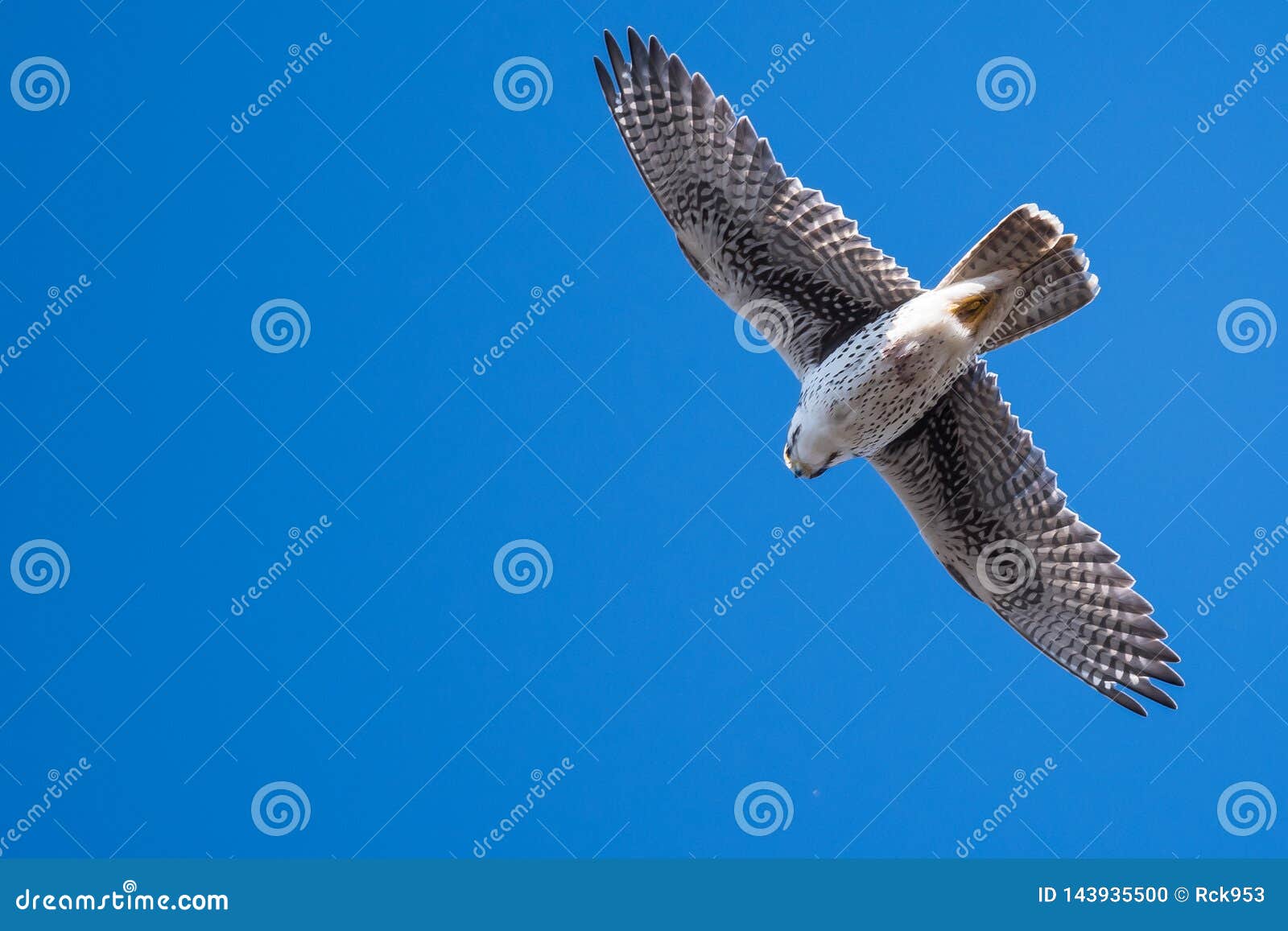 Prairie Falcon Soaring High in a Blue Sky Stock Photo - Image of nature ...