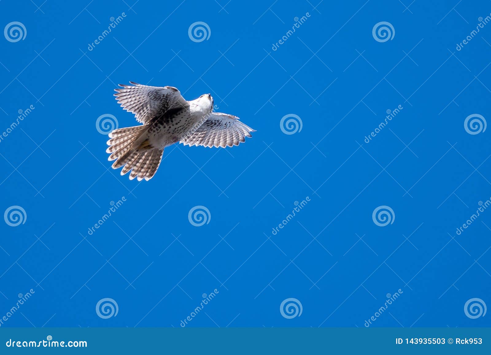 Prairie Falcon Soaring High in a Blue Sky Stock Image - Image of ...