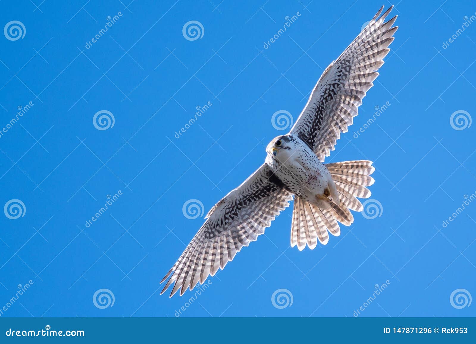 Prairie Falcon Soaring High in a Blue Sky Stock Photo - Image of north ...