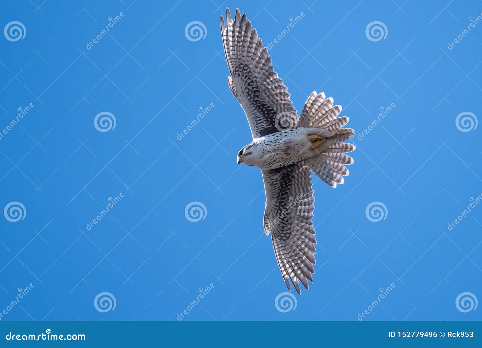 Prairie Falcon Soaring High in a Blue Sky Stock Photo - Image of bird ...