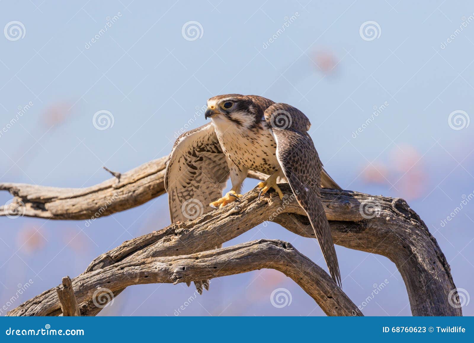 Prairie Falcon Taking Flight Stock Image - Image of nature, prairie ...