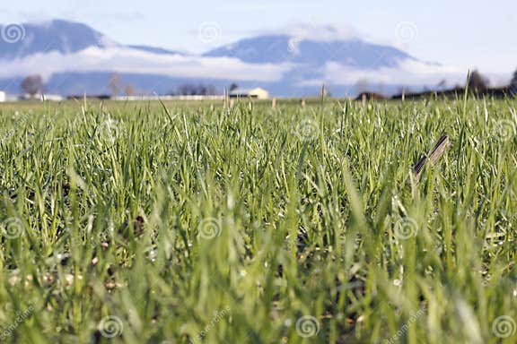 Prairie fertile photo stock. Image du prairie, ouvert - 29259768