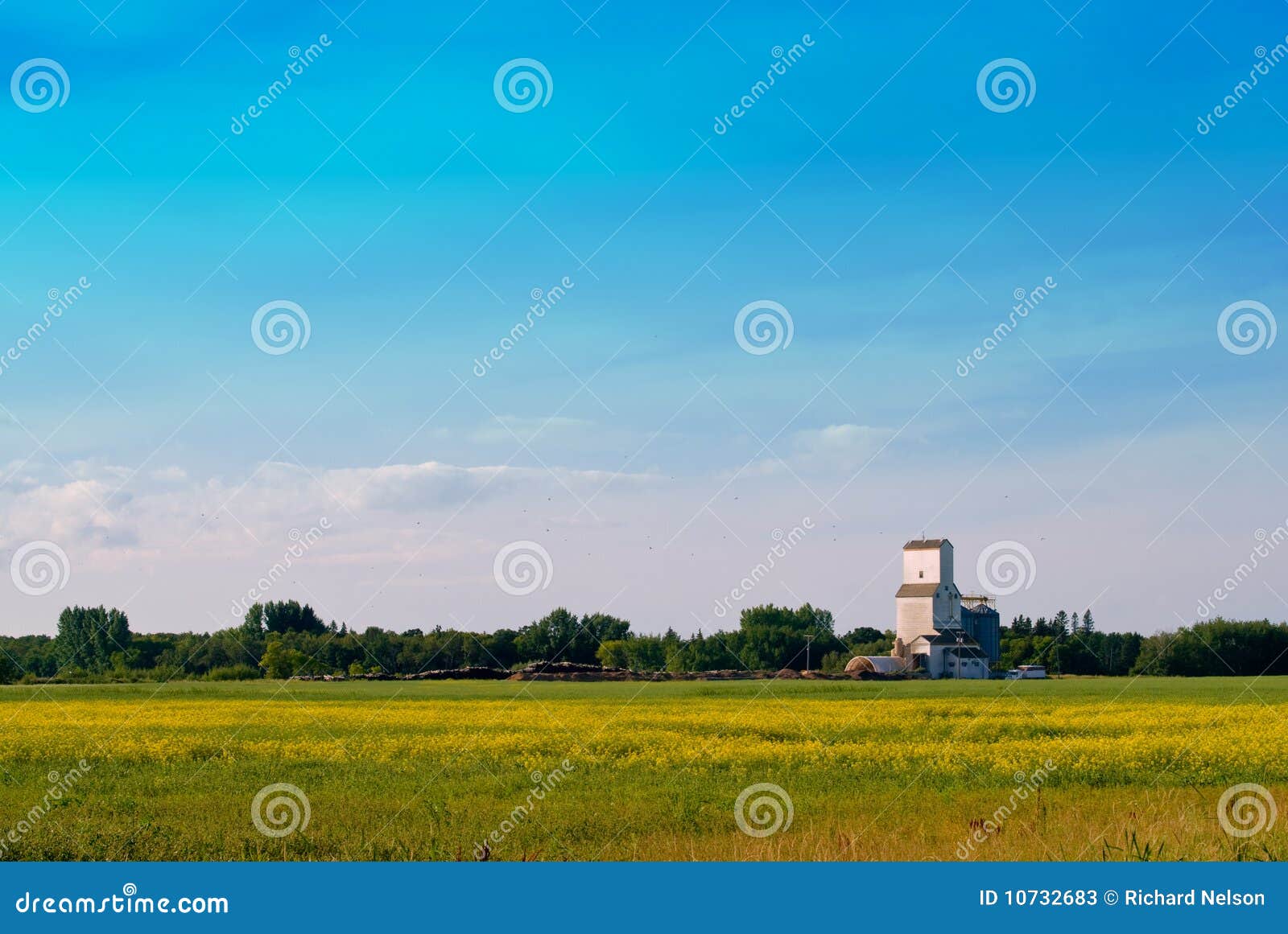 Prairie Field stock image. Image of rural, crop, grass - 10732683