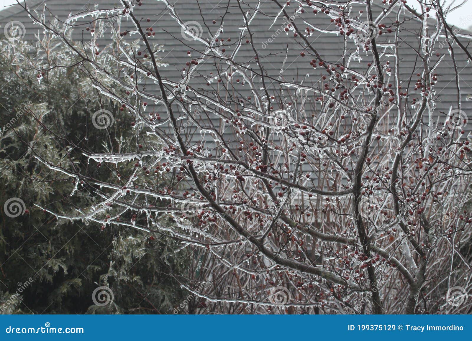 A Prairie Fire Crab Apple Tree Encased in a Layer of Ice Stock Image ...