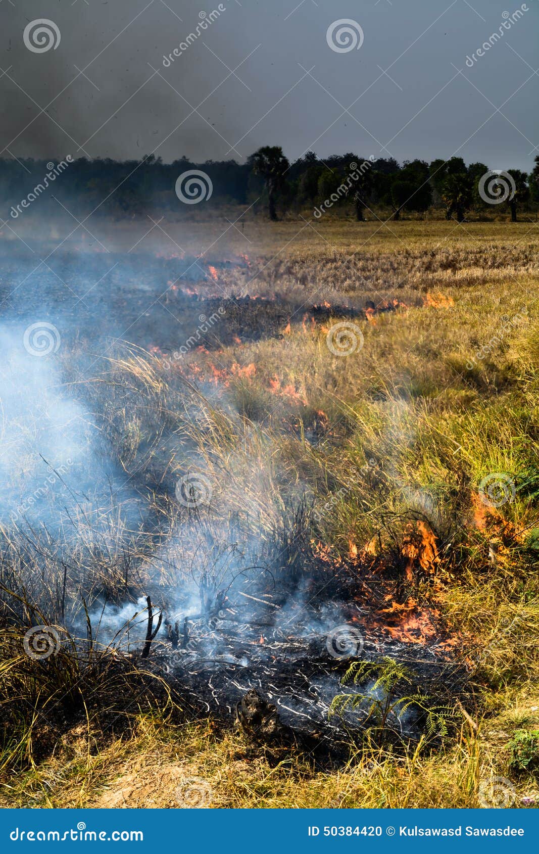 Prairie fire stock photo. Image of agriculture, farm - 50384420