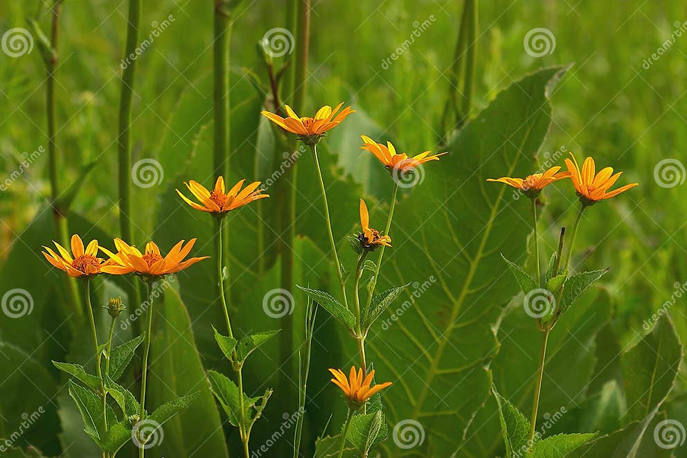Prairie Flowers stock image. Image of leaf, line, flowers - 12711