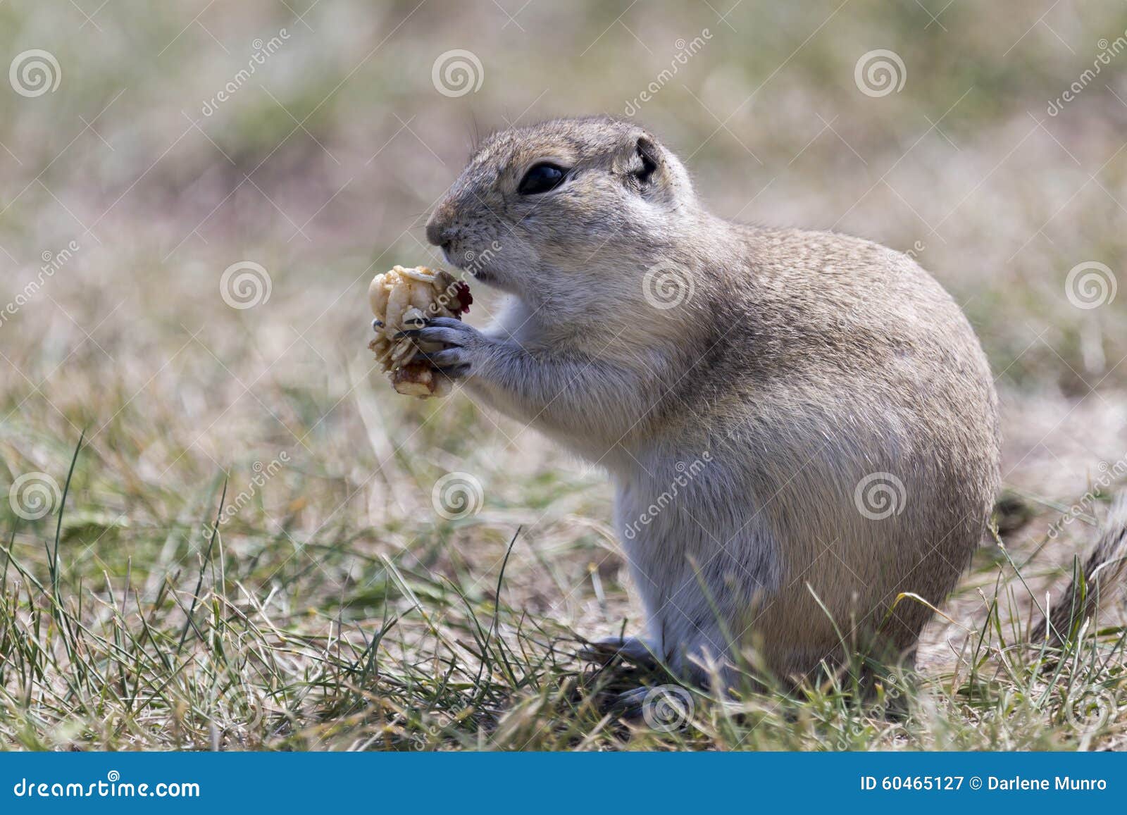 Prairie Golpher Stock Photos - Free & Royalty-Free Stock Photos from ...