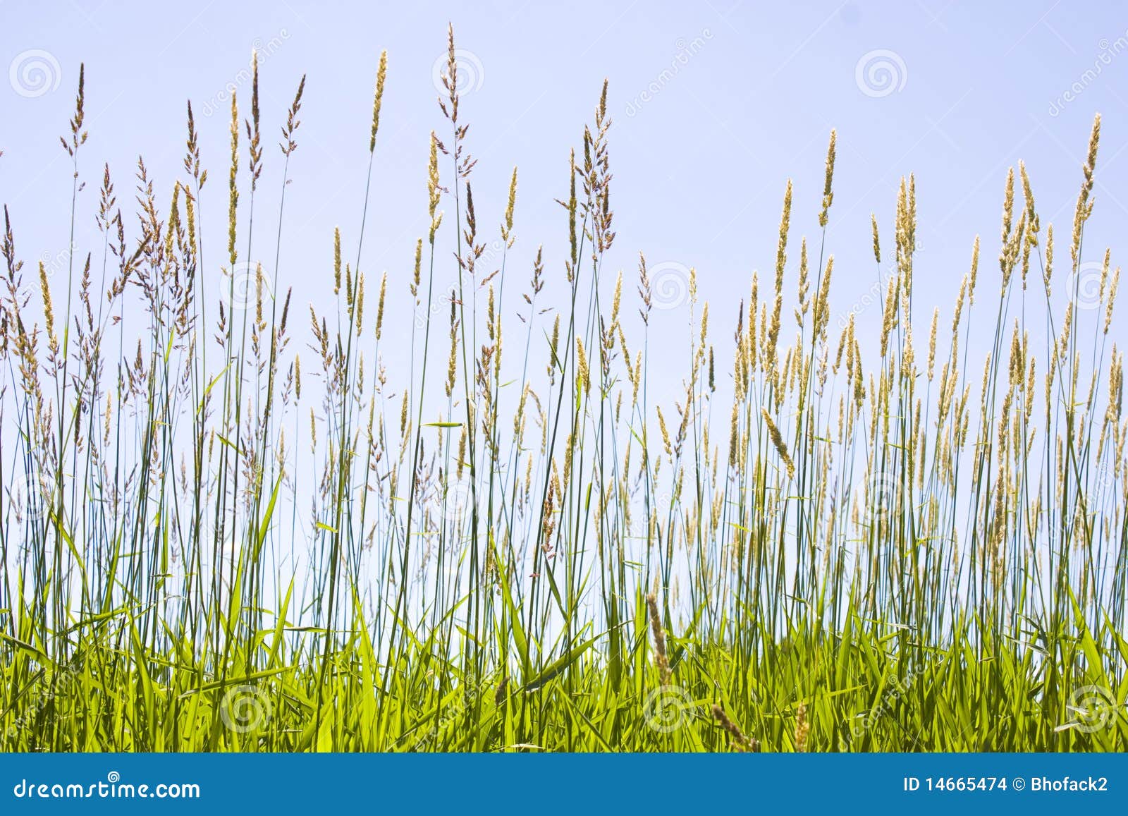 Prairie Grass stock photo. Image of blue, background - 14665474