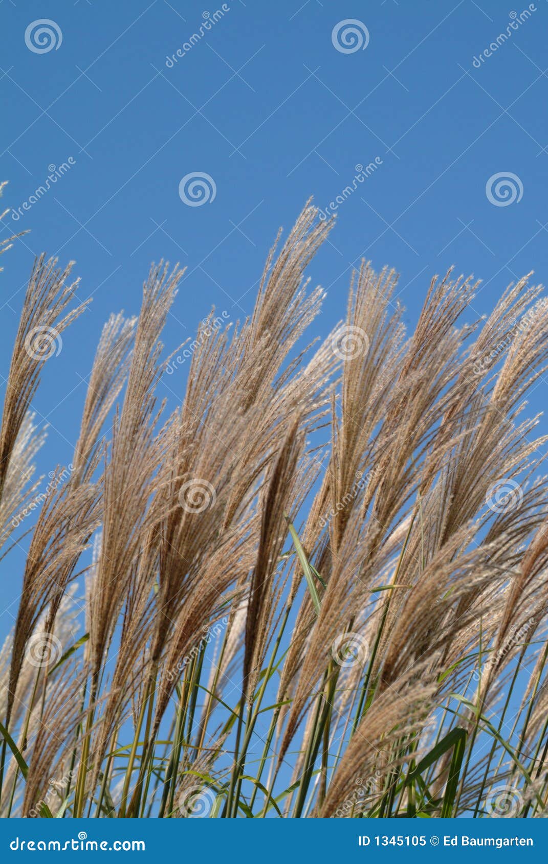 Prairie Grass 5 stock image. Image of autumn, sunny, prairie - 1345105
