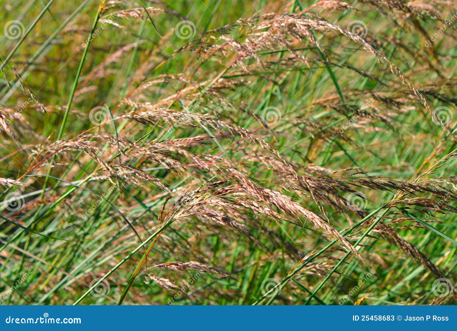 Prairie Grass Background stock image. Image of state - 25458683