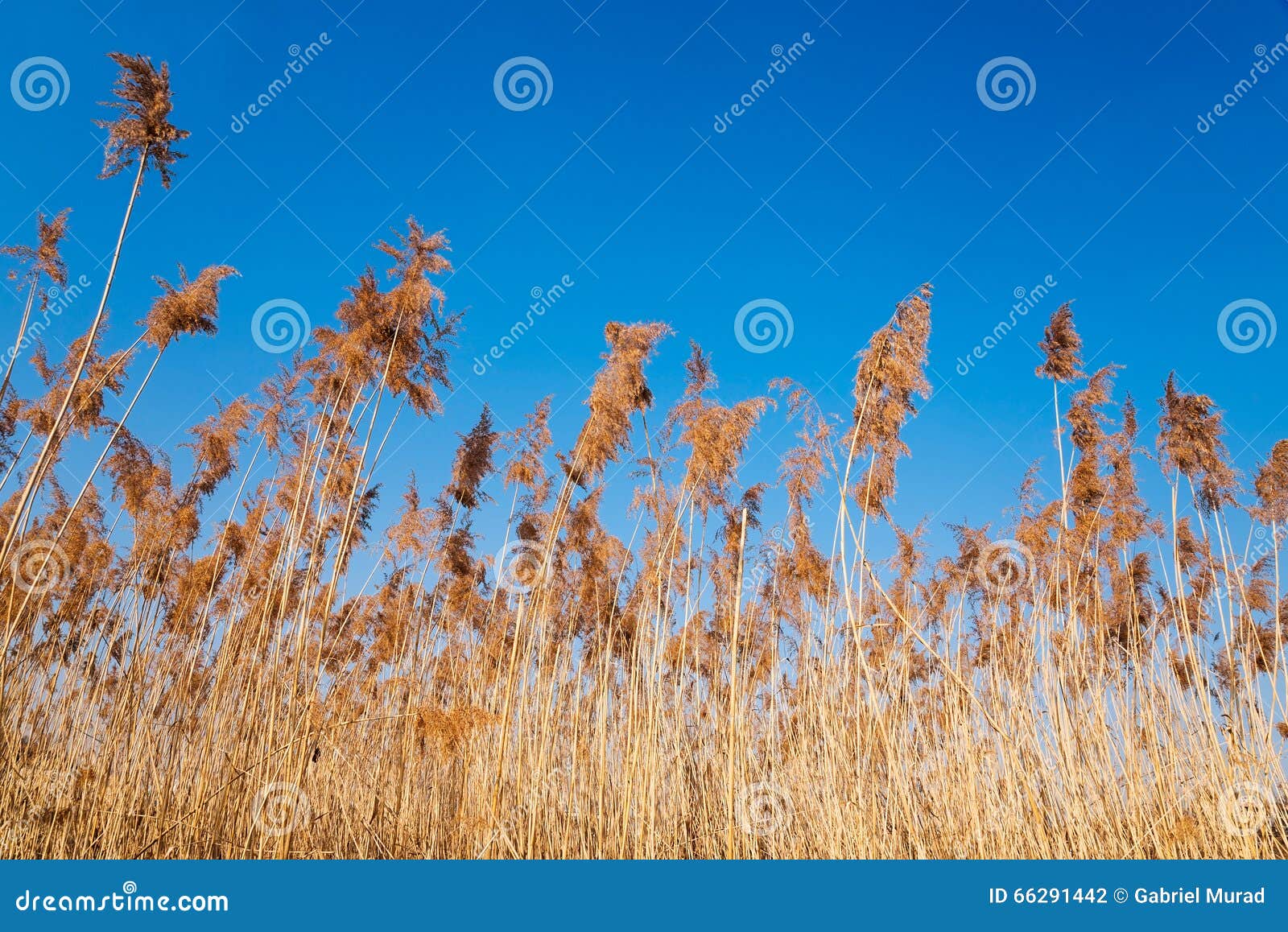 Prairie Grass with Blue Sky Stock Photo - Image of grass, tall: 66291442