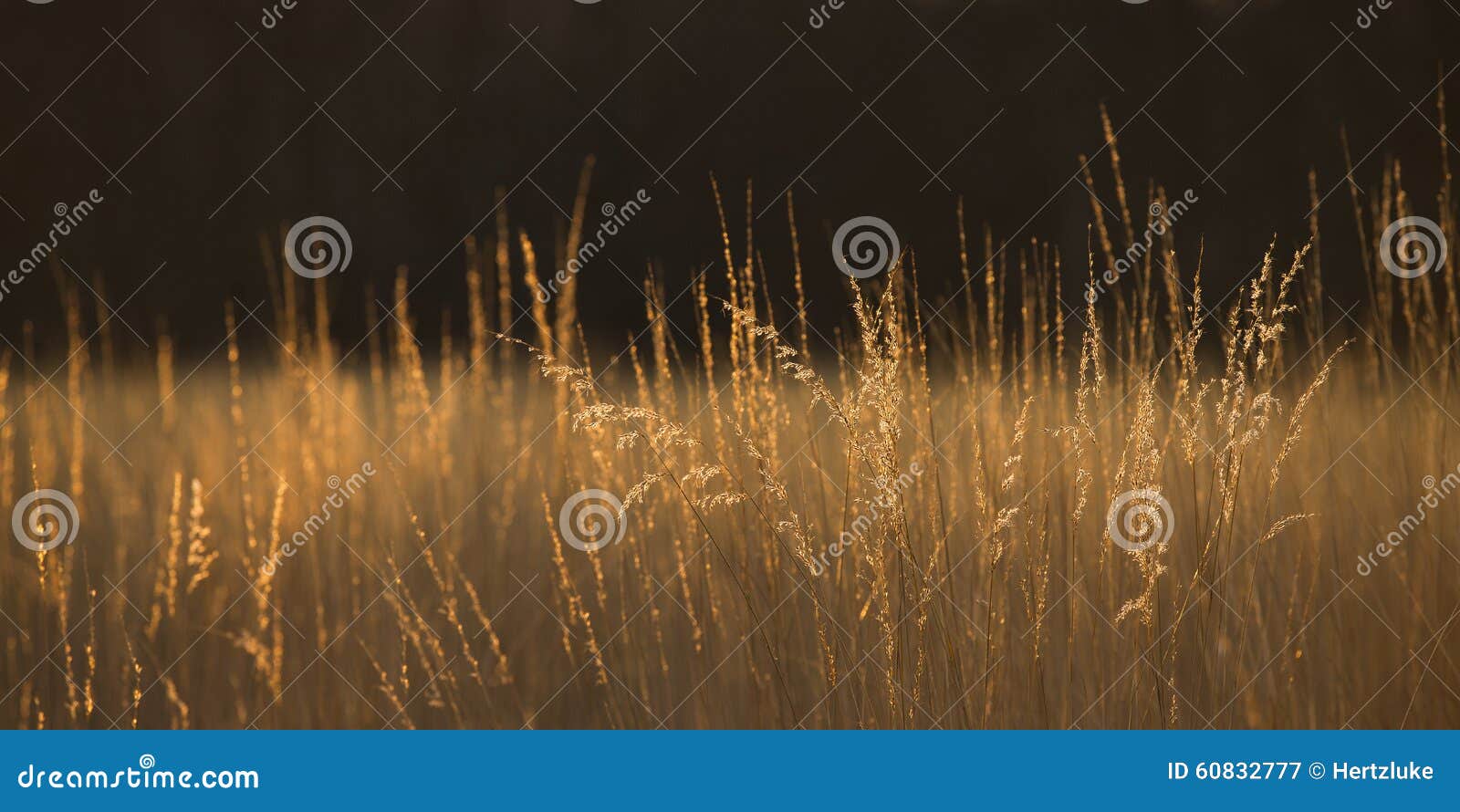 Prairie Grass Panoramic Abstract Stock Image - Image of park, panorama ...
