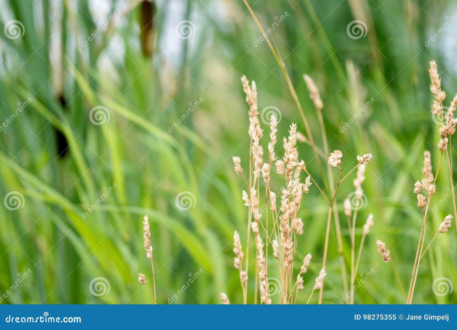 Cattails Background Stock Photography | CartoonDealer.com #63286442