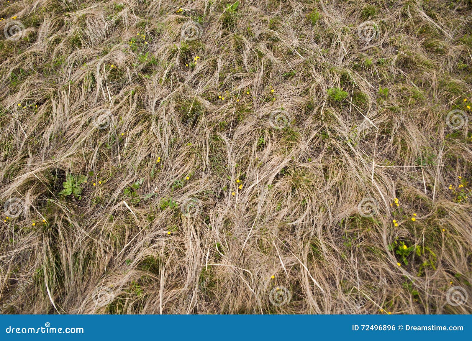 Prairie grass stock photo. Image of summer, yellow, outside - 72496896