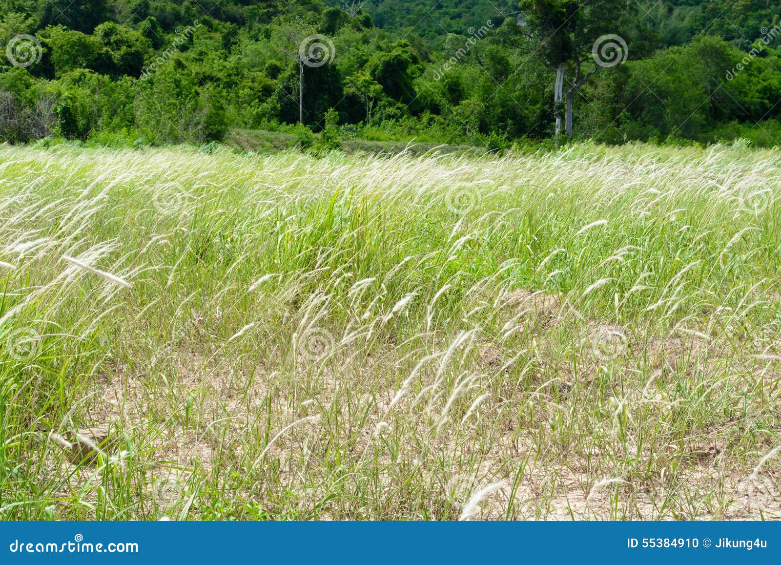 Prairie stock photo. Image of grass, hills, green, prairie - 55384910