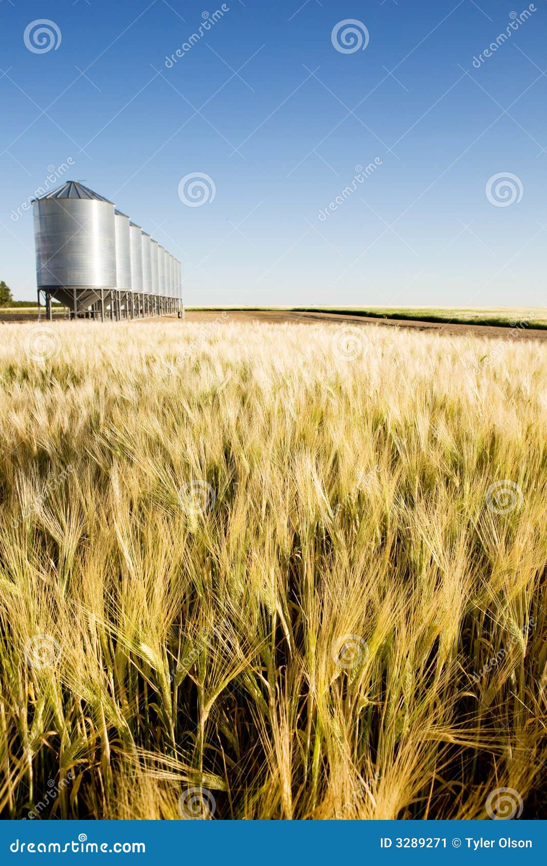 Prairie Harvest stock image. Image of grainaries, produce - 3289271