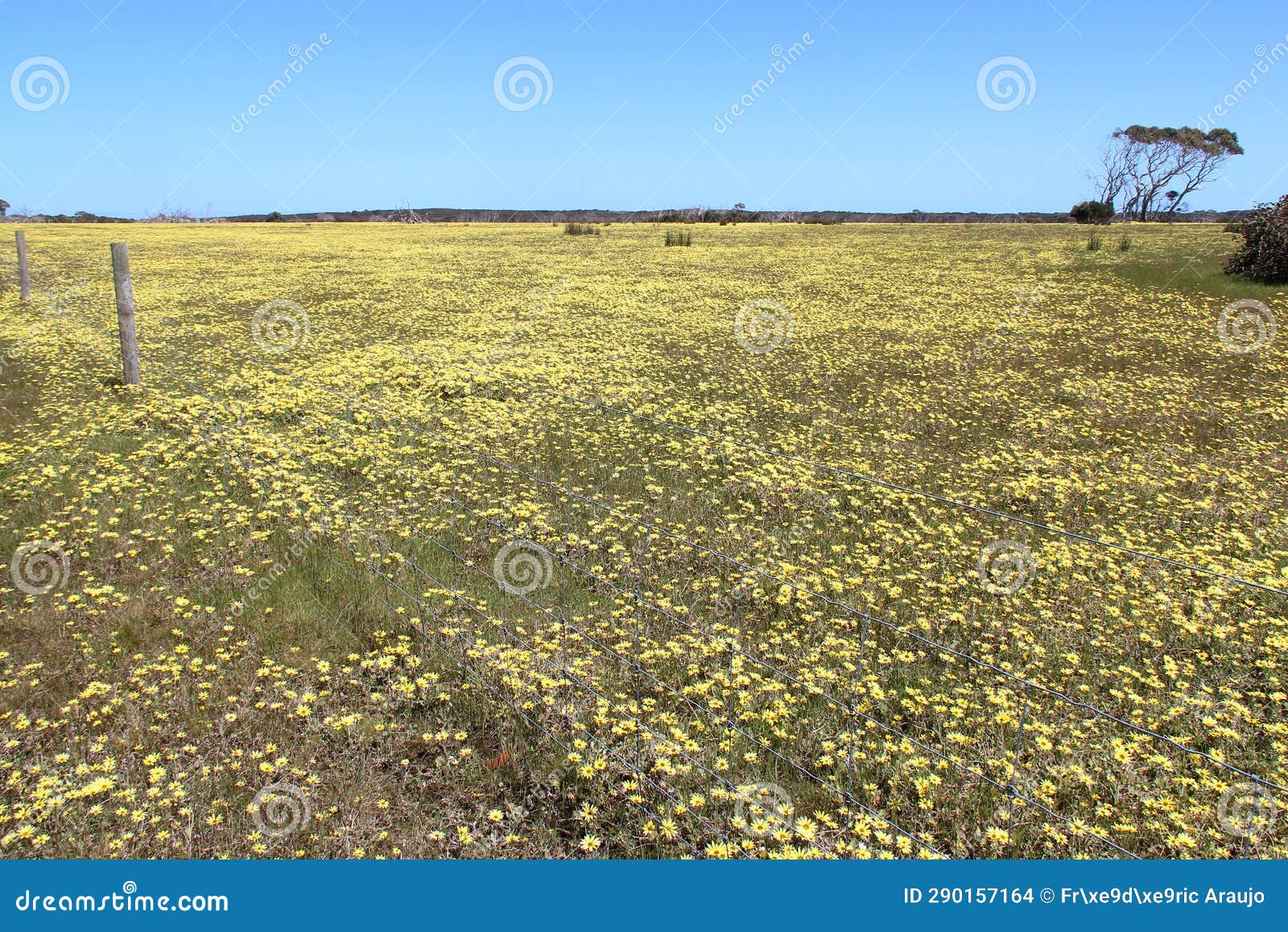 Prairie - Kangaroo Island - Australia Stock Photo - Image of australian ...