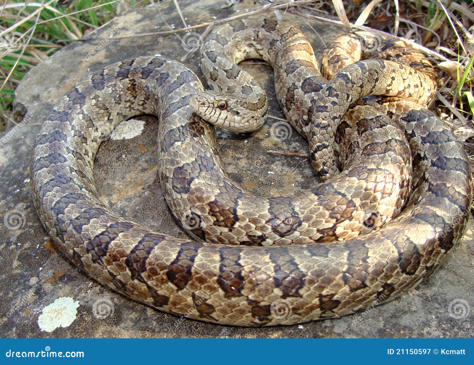 Juvenile Prairie Kingsnake