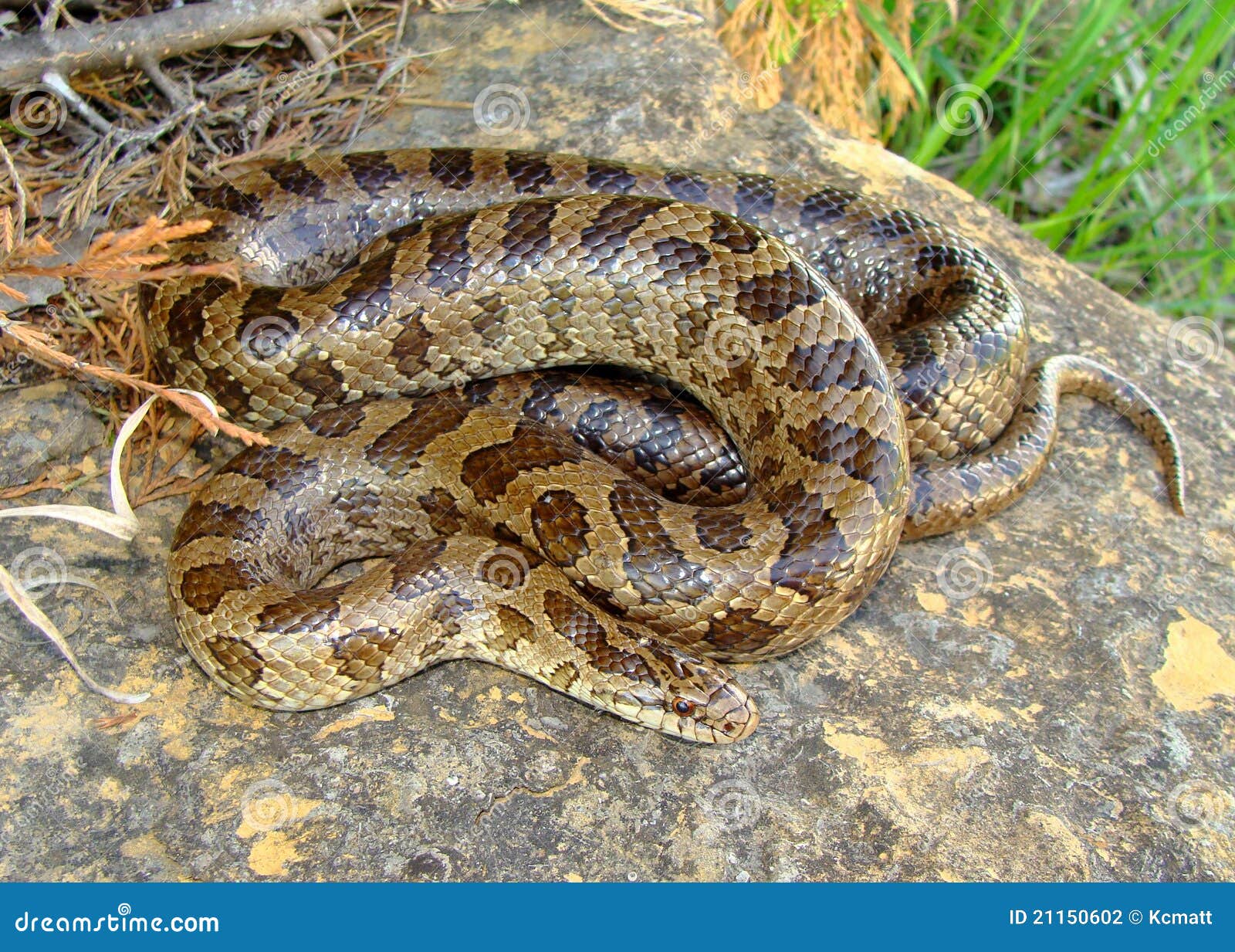 Prairie Kingsnake, Lampropeltis Calligaster Stock Foto - Image of ...